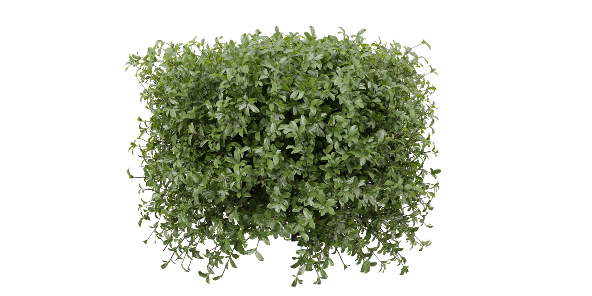 Collection plant vol 552 - blender model model - TurboSquid 2153494