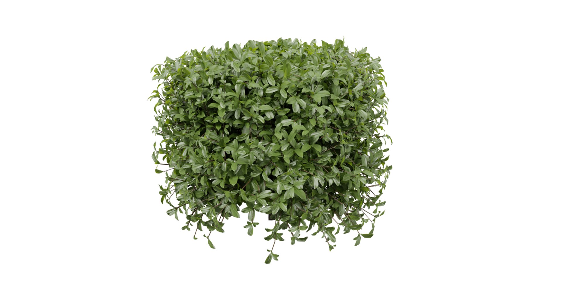 Collection plant vol 552 - blender model model - TurboSquid 2153494