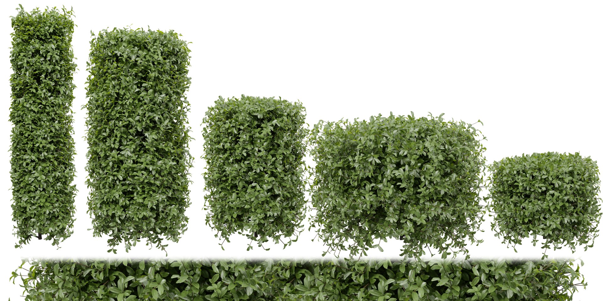 Collection plant vol 552 - blender model model - TurboSquid 2153494