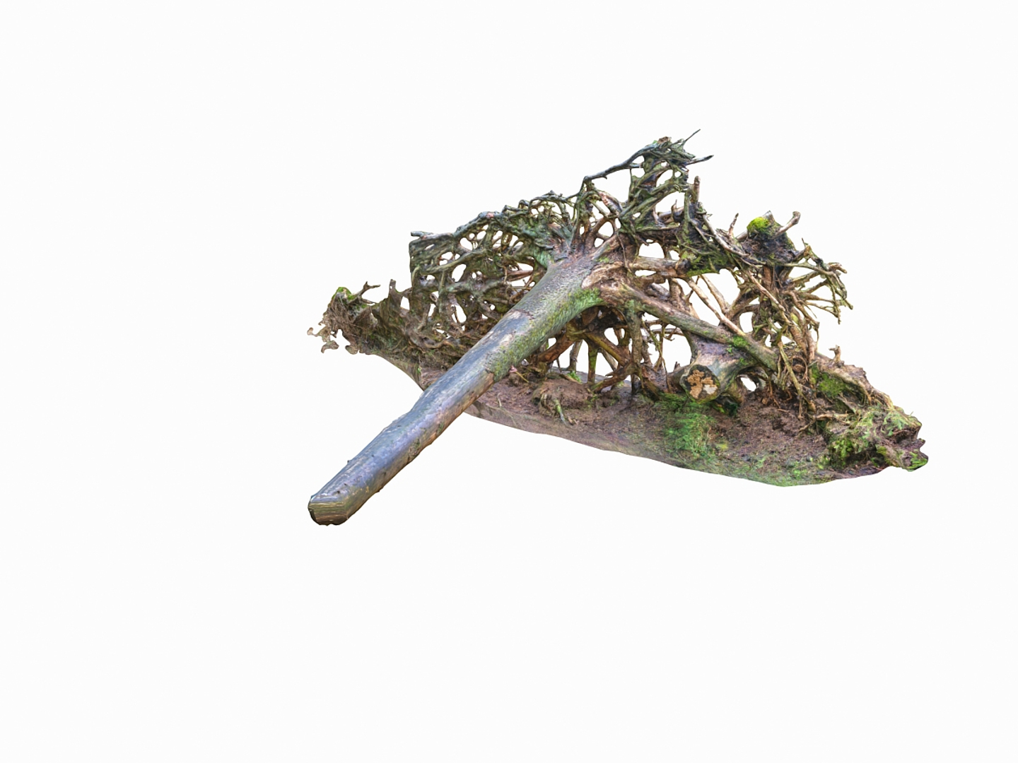 3D tree roots hd 16k - TurboSquid 1173304