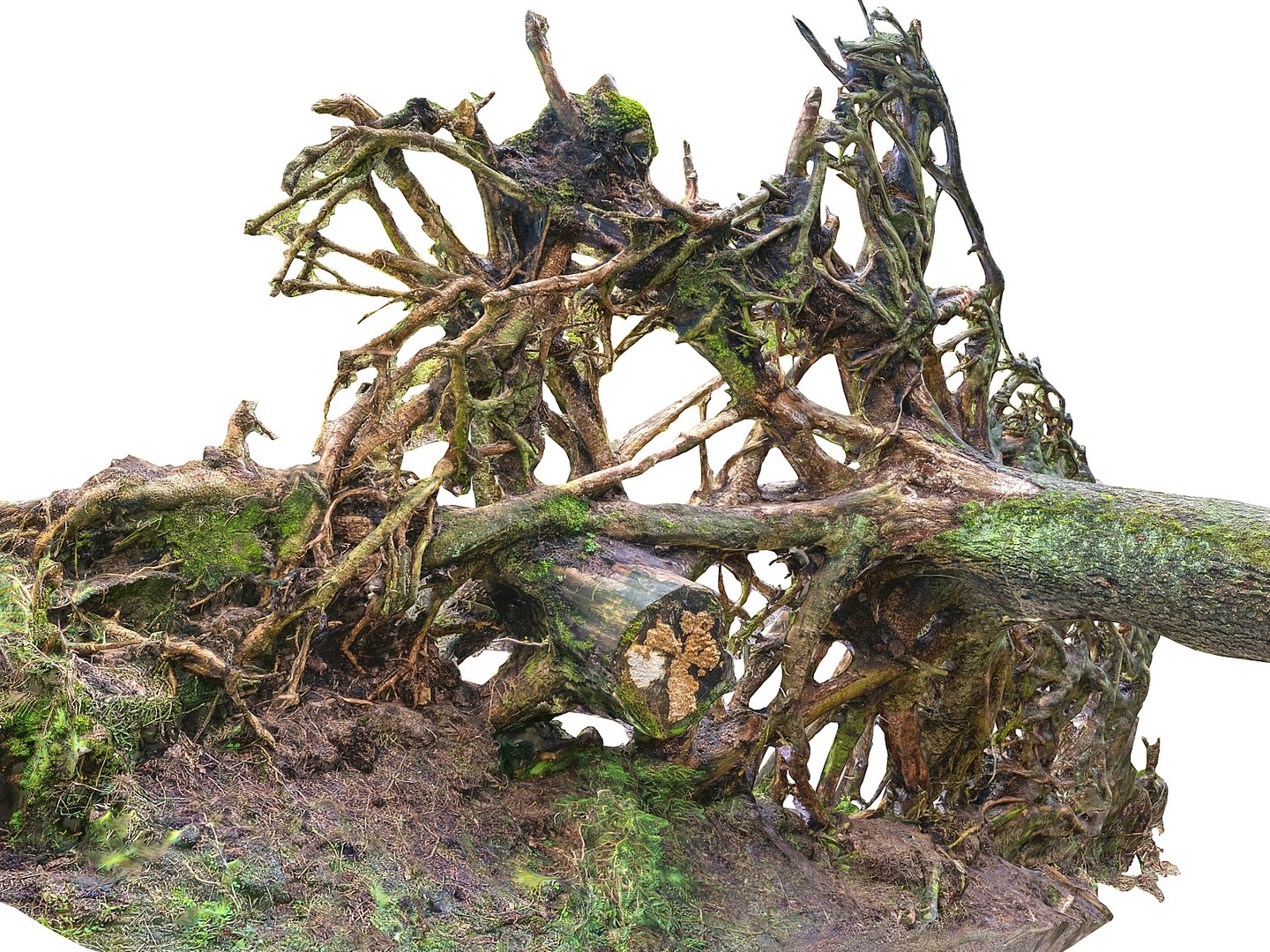 3D tree roots hd 16k - TurboSquid 1173304