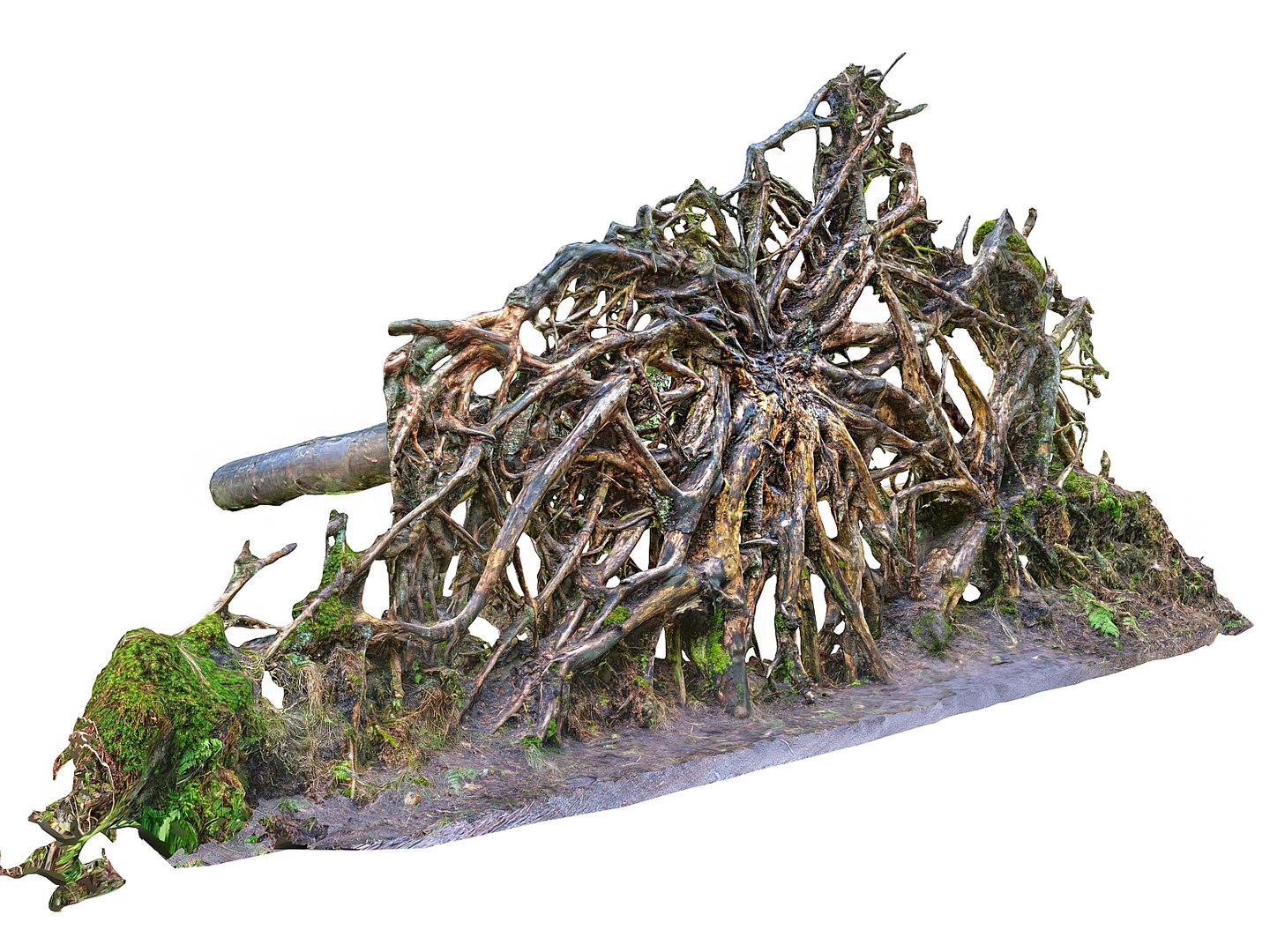 3D tree roots hd 16k - TurboSquid 1173304