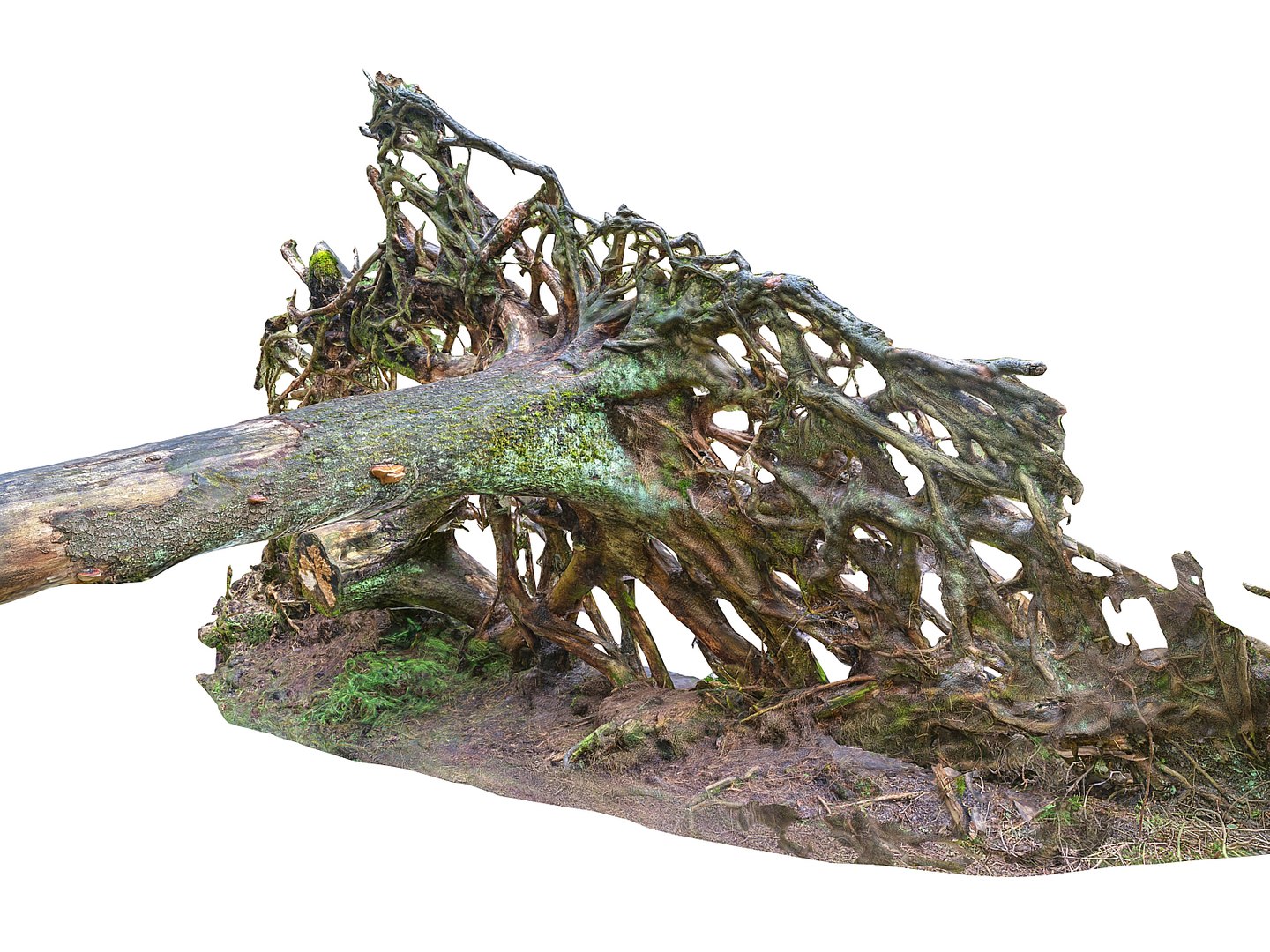 3D tree roots hd 16k - TurboSquid 1173304