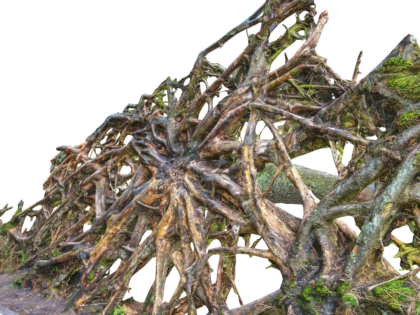 3D tree roots hd 16k - TurboSquid 1173304