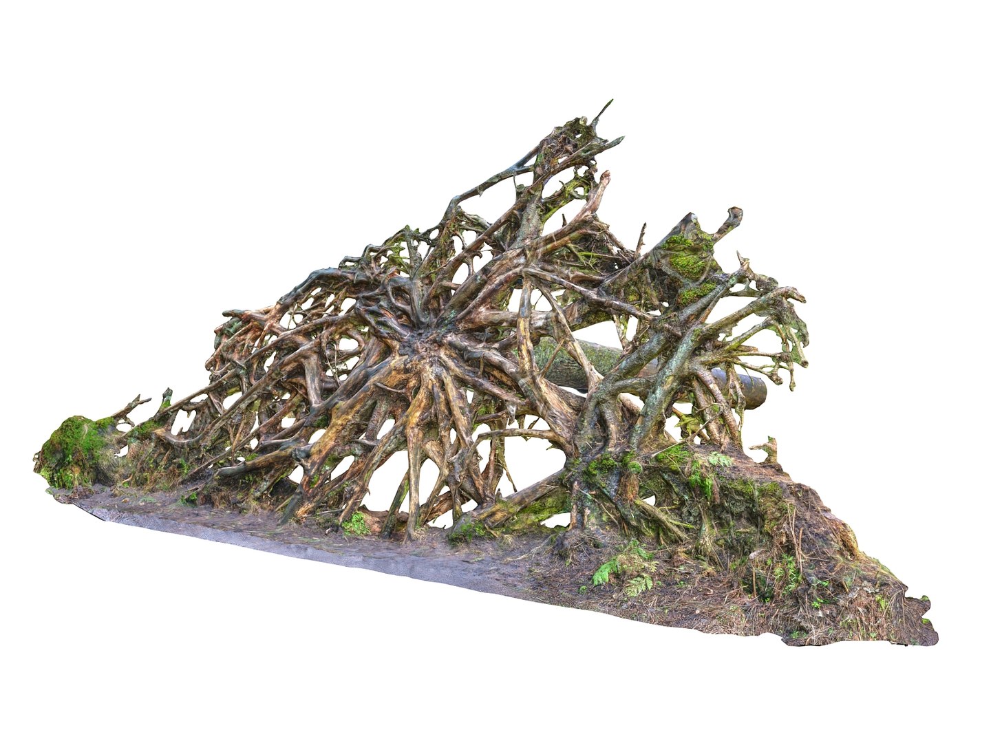 3D tree roots hd 16k - TurboSquid 1173304