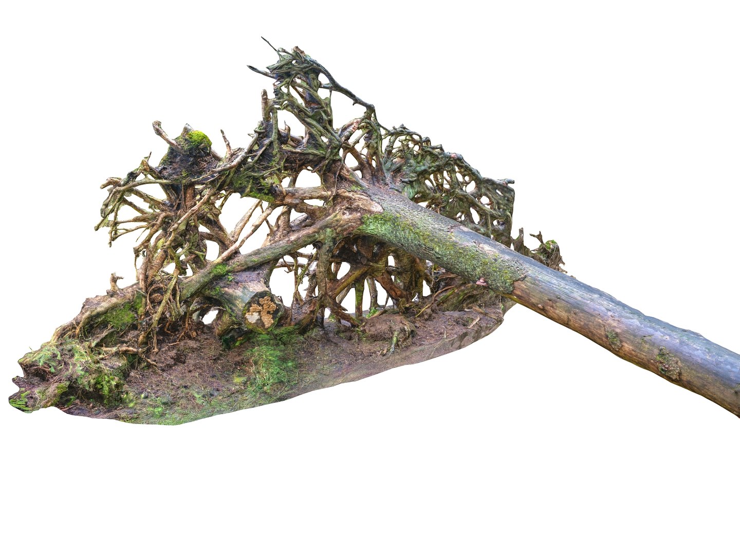 3D tree roots hd 16k - TurboSquid 1173304