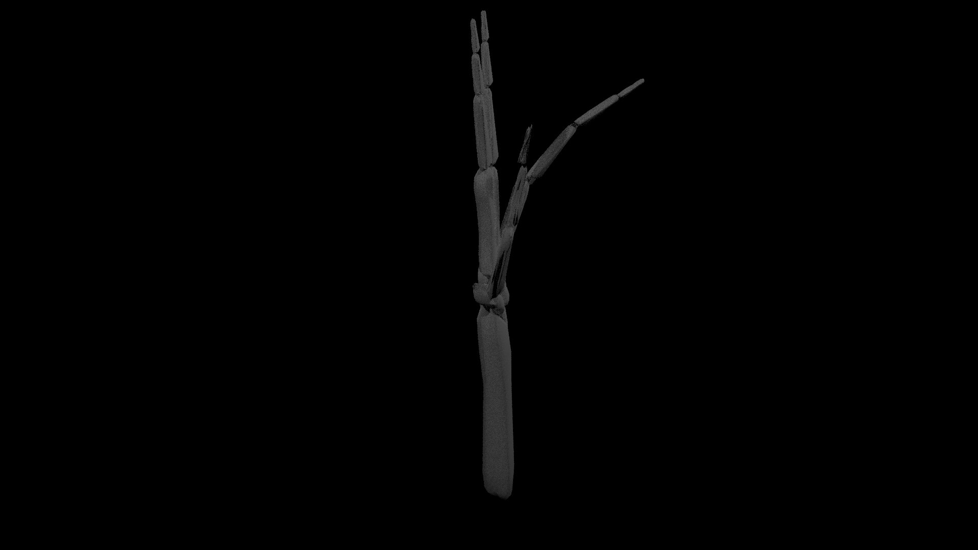 Skeleton Hand 3d Model