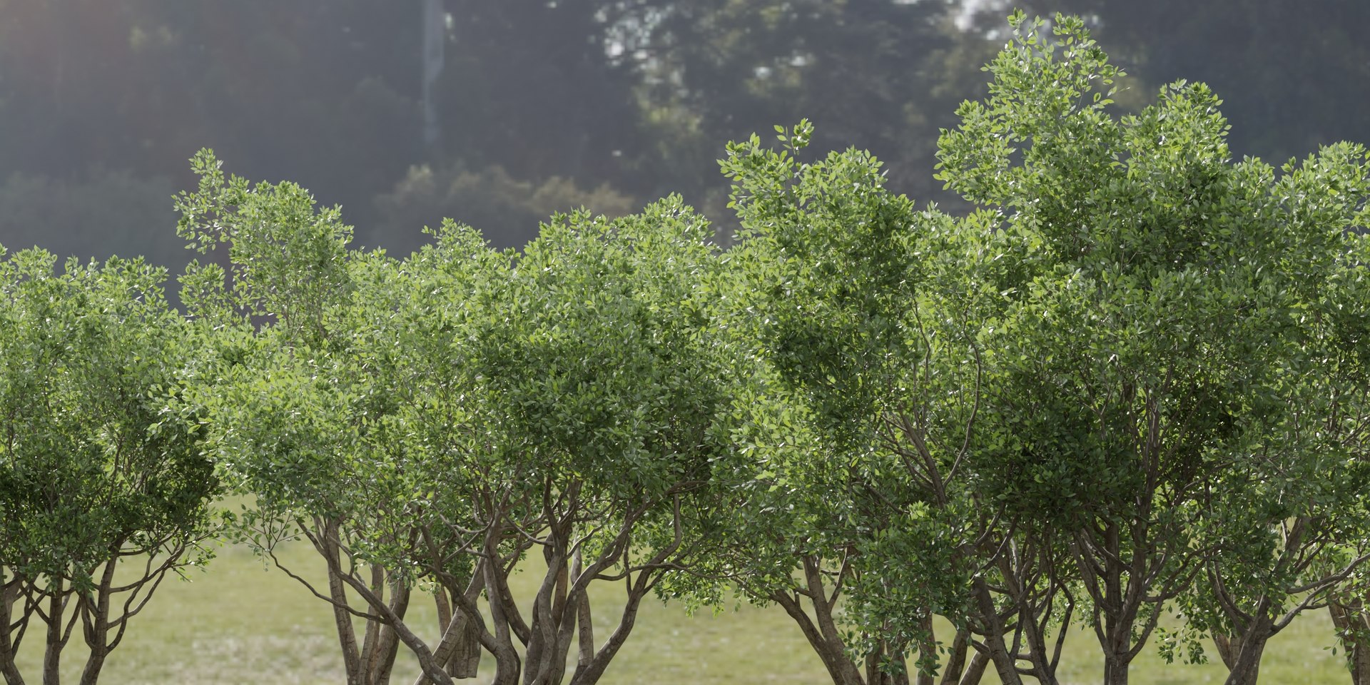 3D Model Shrubs Collection Vol 241-Blender-3dmodel - TurboSquid 2214263