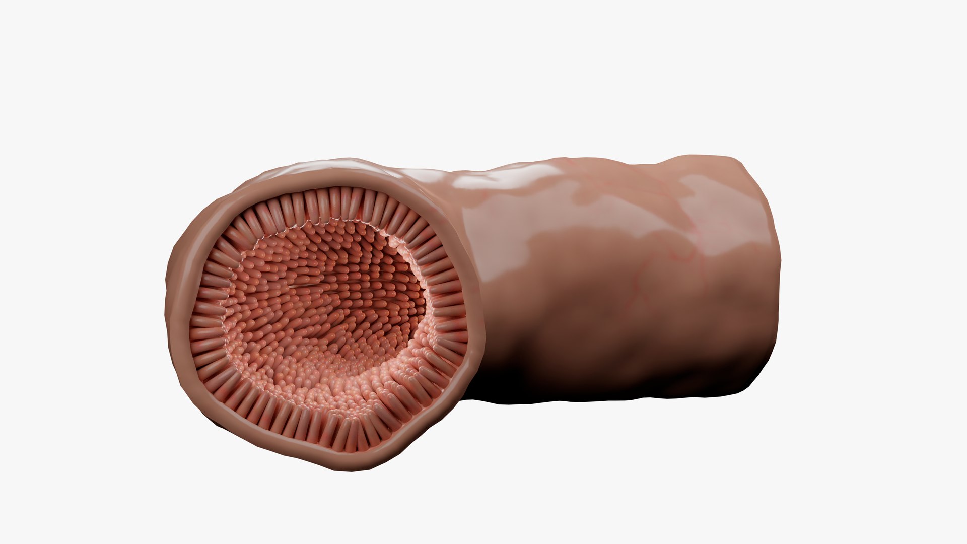 3D Intestinal Villi Model - TurboSquid 1874308