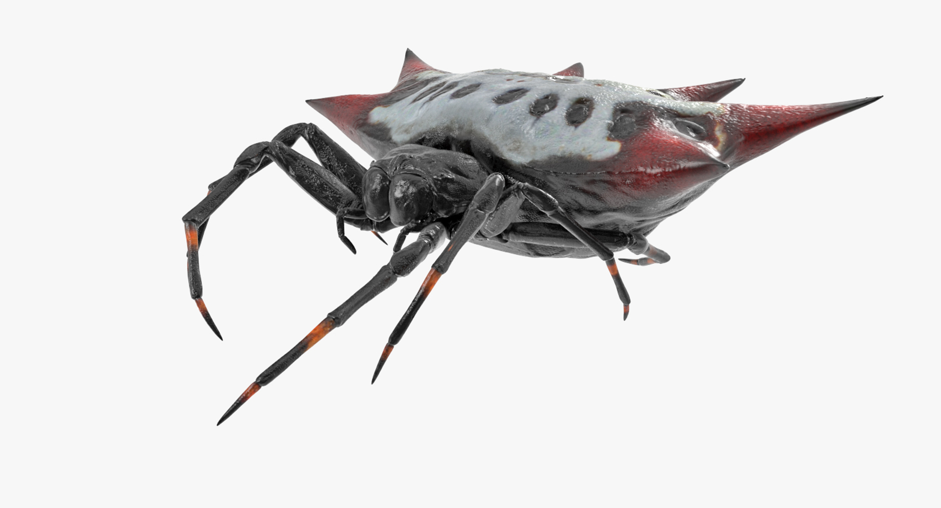 Gasteracantha Spider Walking Pose 3D Model - TurboSquid 1168667