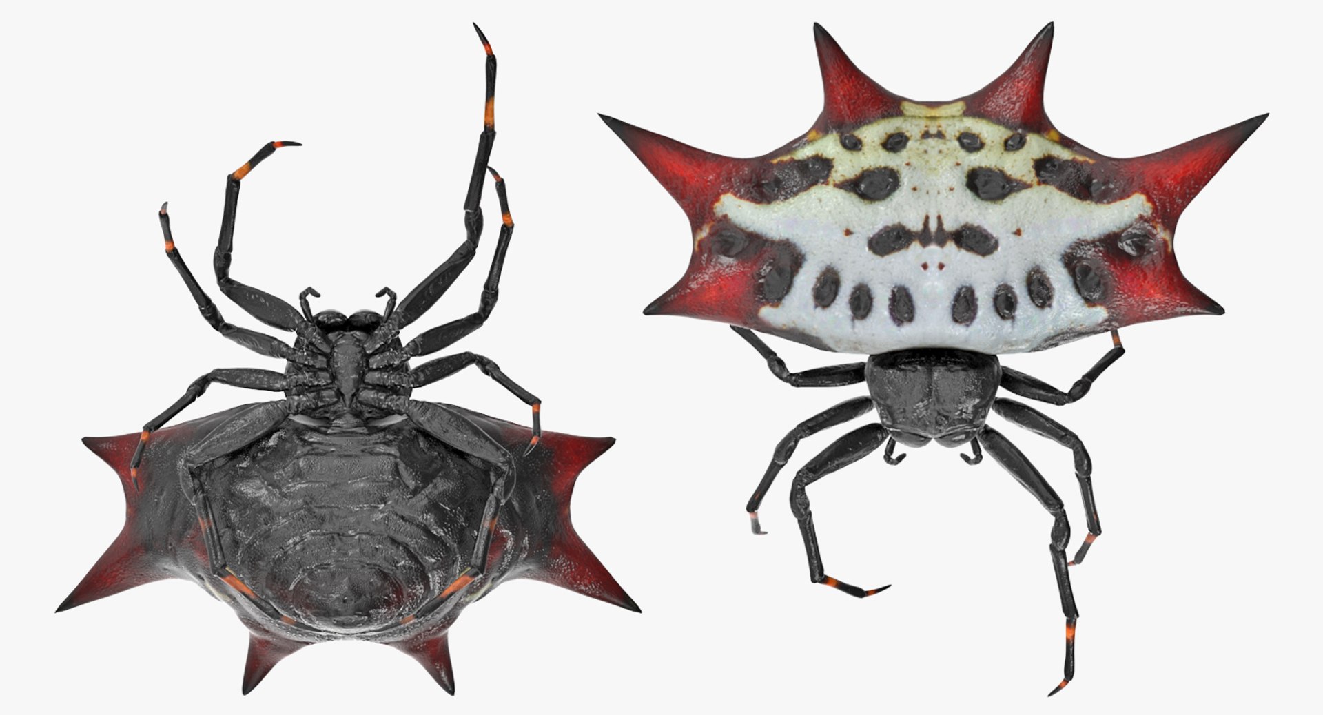 Gasteracantha Spider Walking Pose 3D Model - TurboSquid 1168667