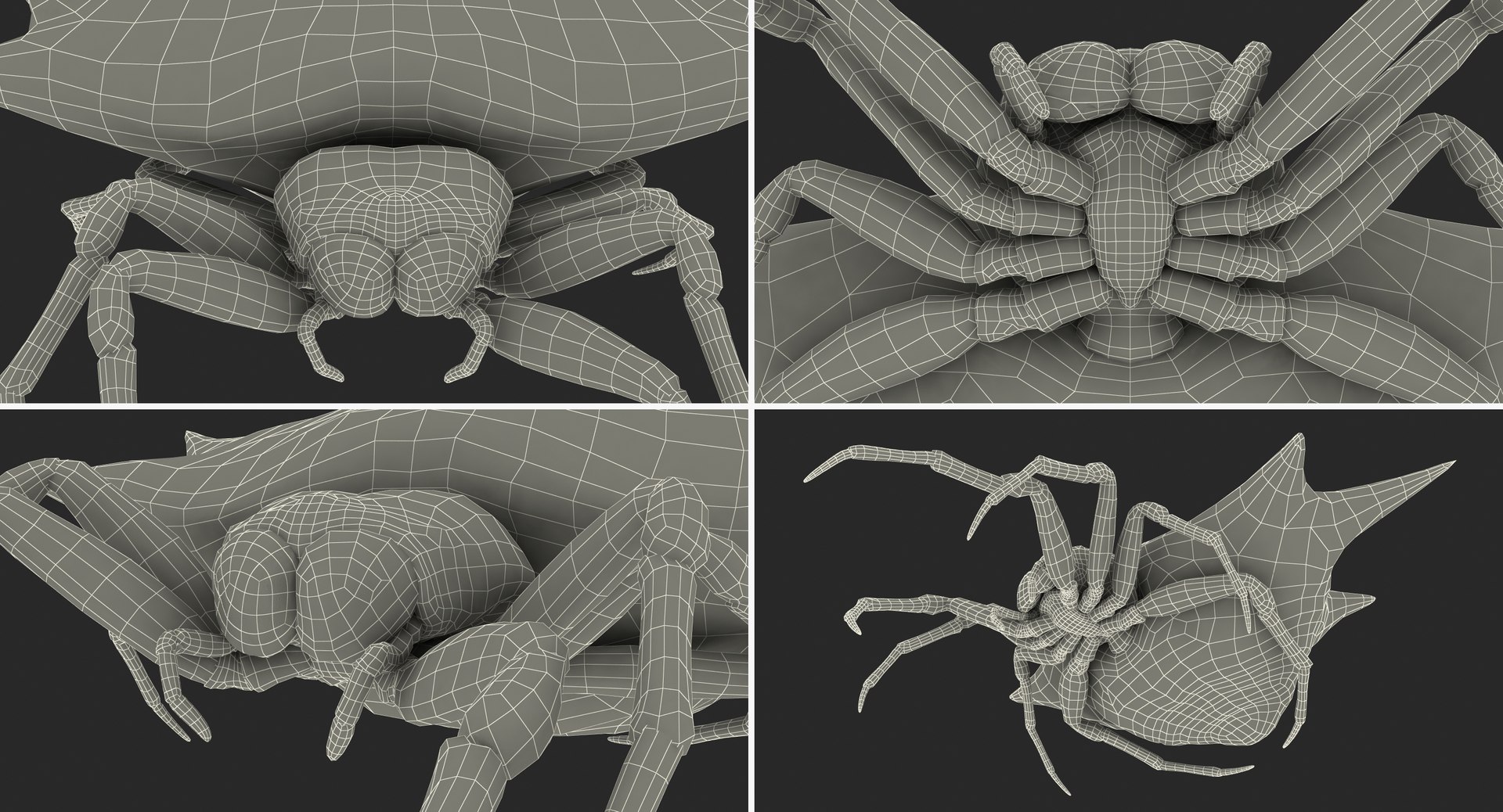 Gasteracantha Spider Walking Pose 3d Model Turbosquid 1168667