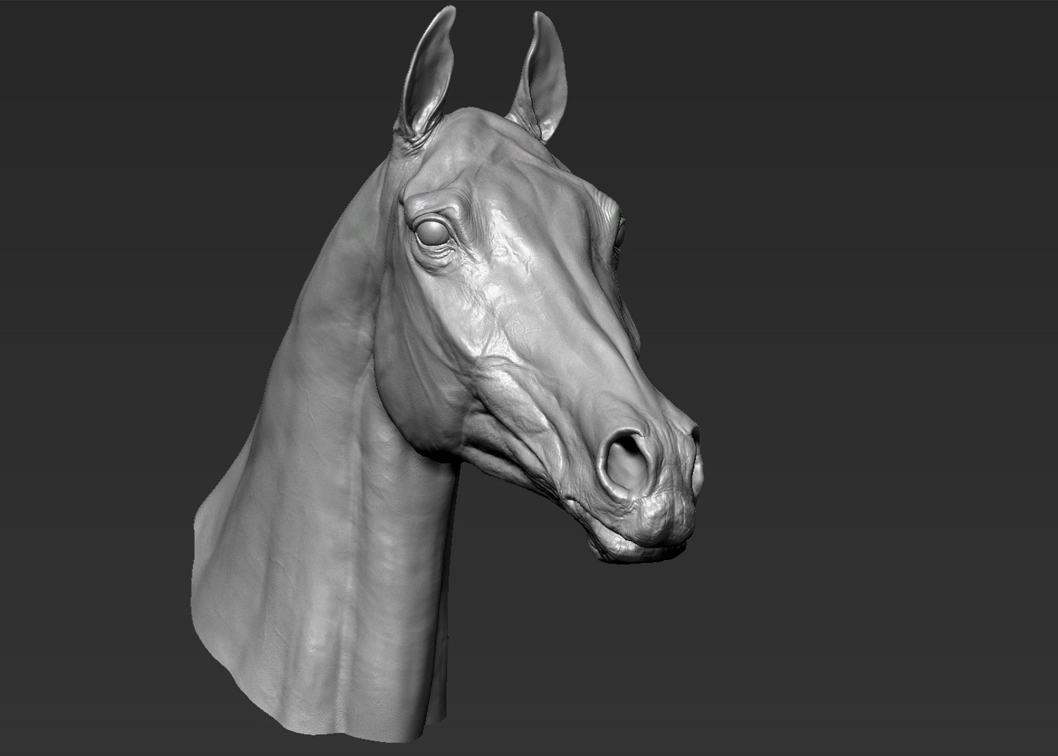 3D Horse Head Realistic - TurboSquid 1379389
