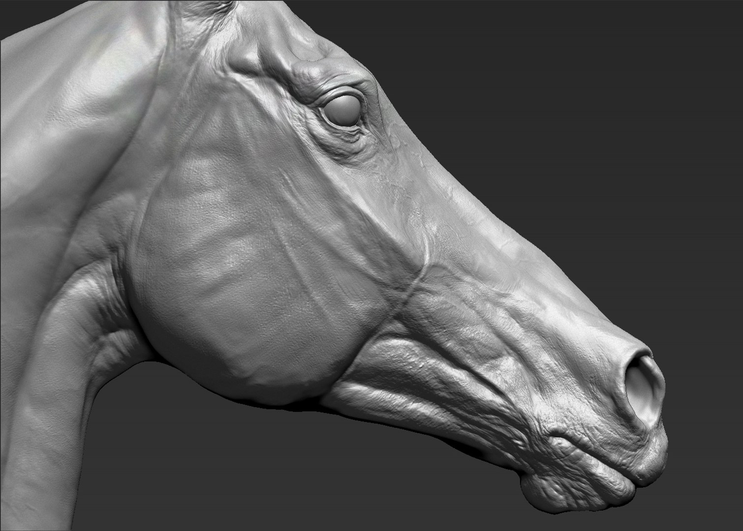 3D Horse Head Realistic - TurboSquid 1379389