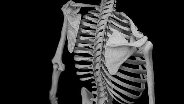 3D Medically Accurate Male Skeleton model - TurboSquid 2042231