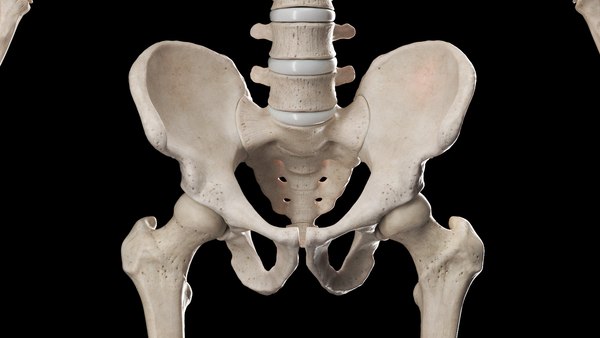 3D Medically Accurate Male Skeleton model - TurboSquid 2042231