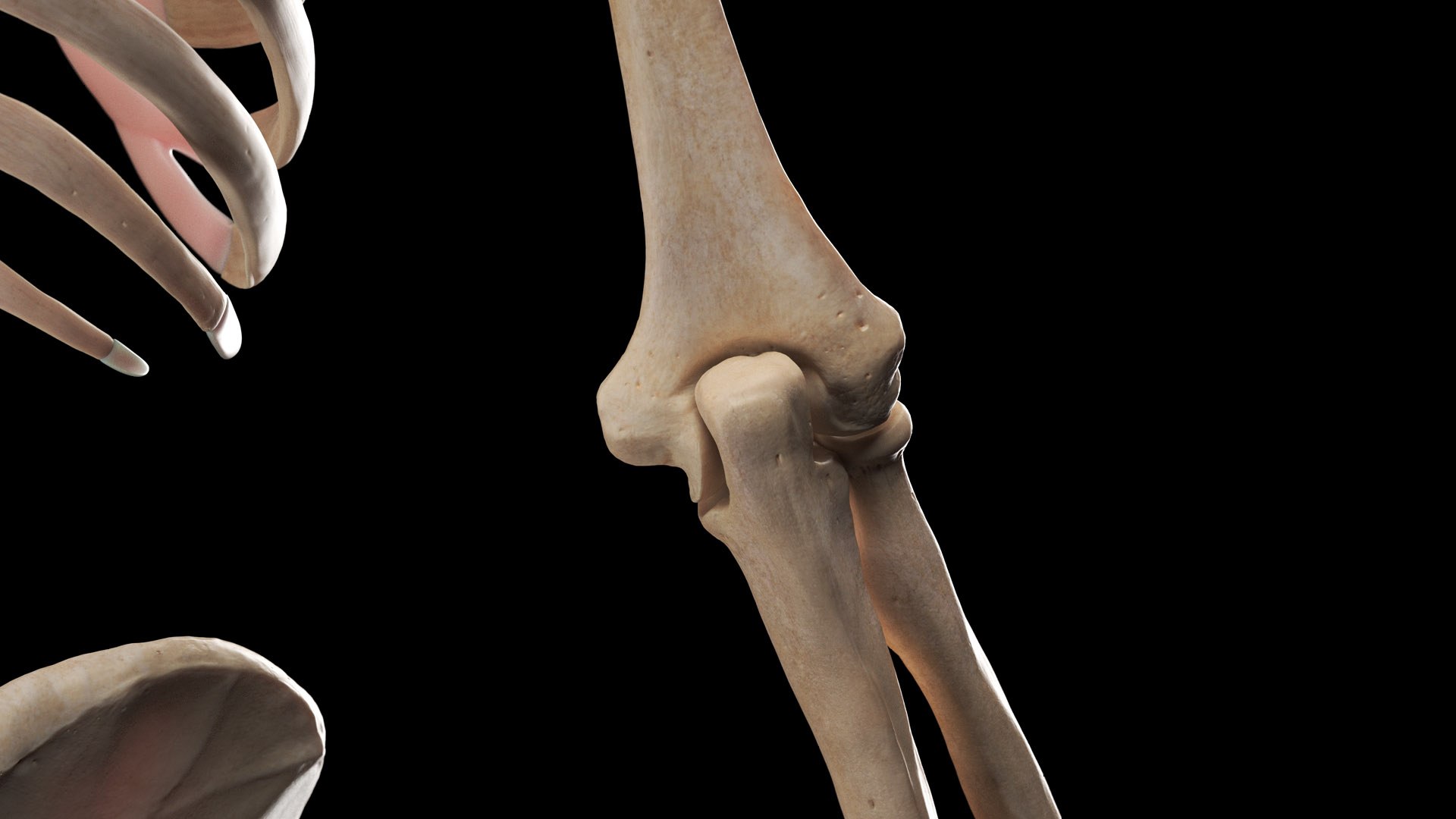 3D Medically Accurate Male Skeleton Model - TurboSquid 2042231