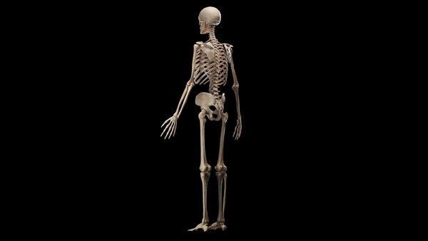 3D Medically Accurate Male Skeleton model - TurboSquid 2042231
