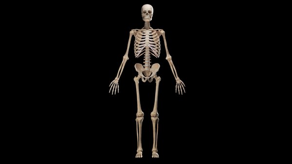 3D Medically Accurate Male Skeleton model - TurboSquid 2042231