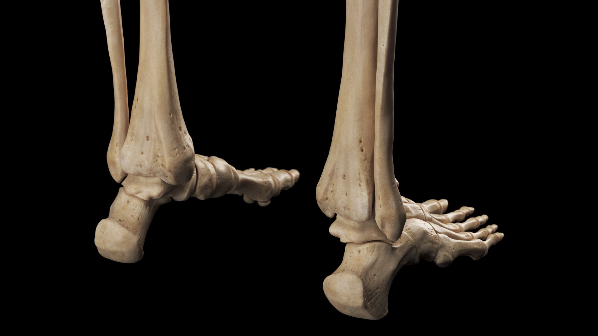 3D Medically Accurate Male Skeleton Model - TurboSquid 2042231