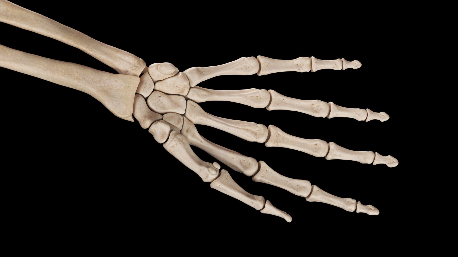 3D Medically Accurate Male Skeleton Model - TurboSquid 2042231