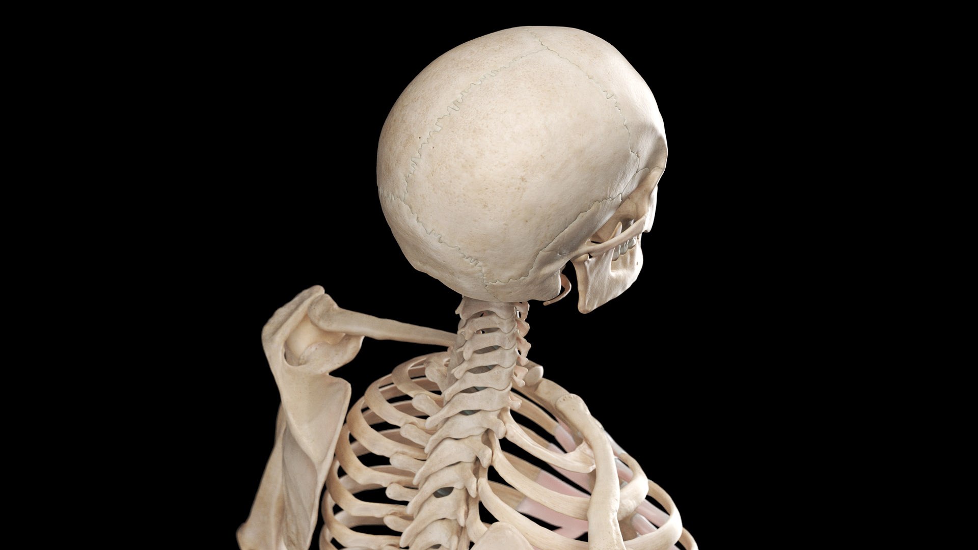 3D Medically Accurate Male Skeleton Model - TurboSquid 2042231