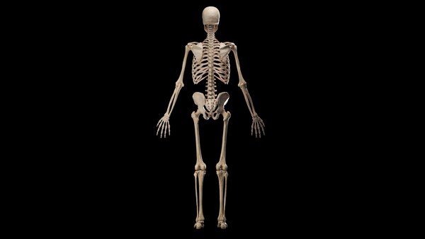 3D Medically Accurate Male Skeleton model - TurboSquid 2042231