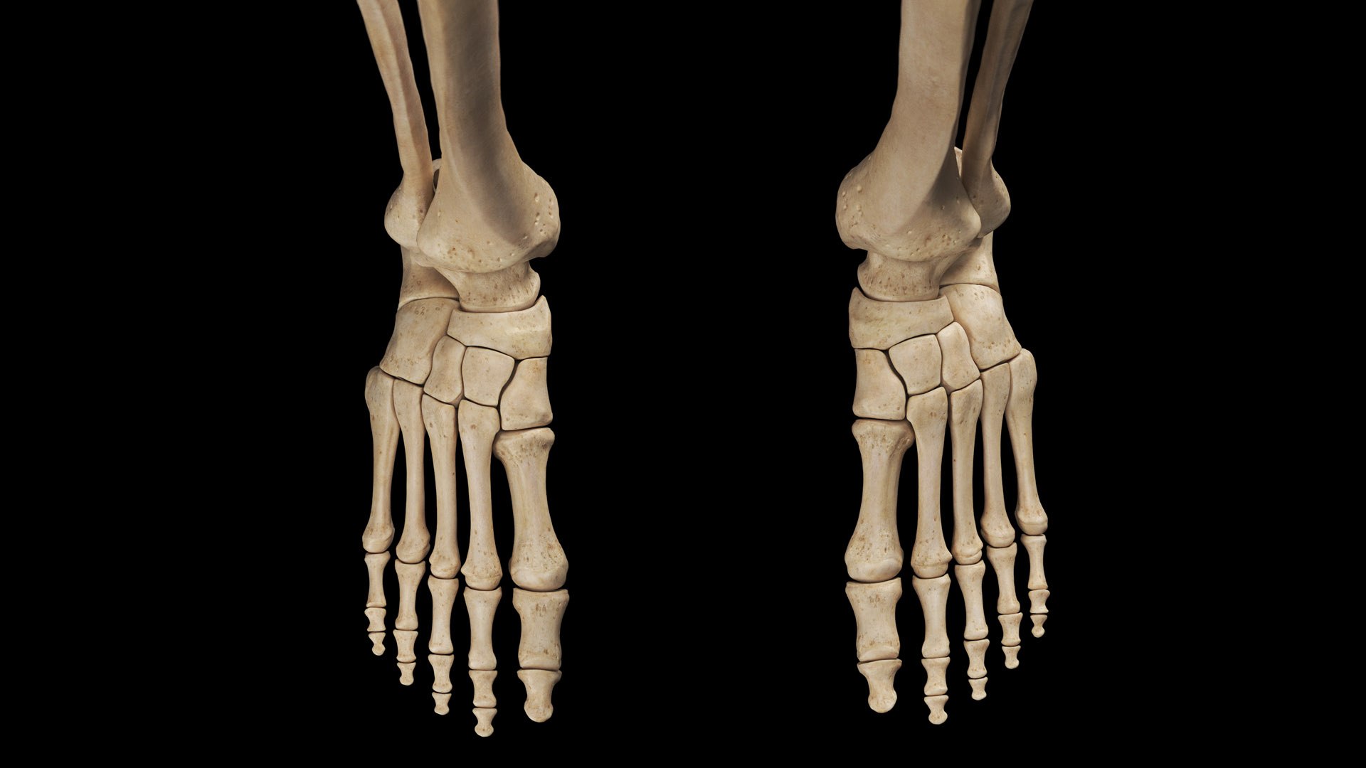 3D Medically Accurate Male Skeleton Model - TurboSquid 2042231