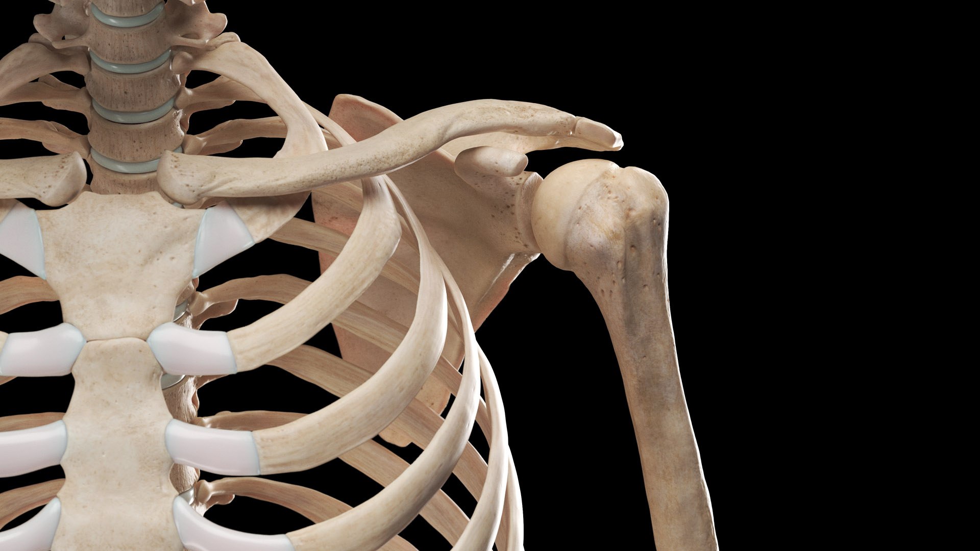 3D Medically Accurate Male Skeleton Model - TurboSquid 2042231