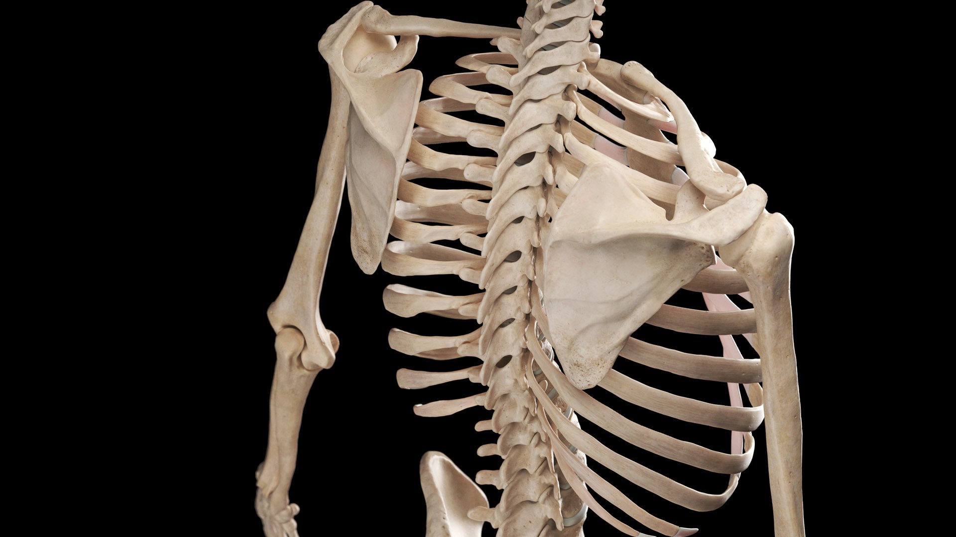 3D Medically Accurate Male Skeleton Model - TurboSquid 2042231