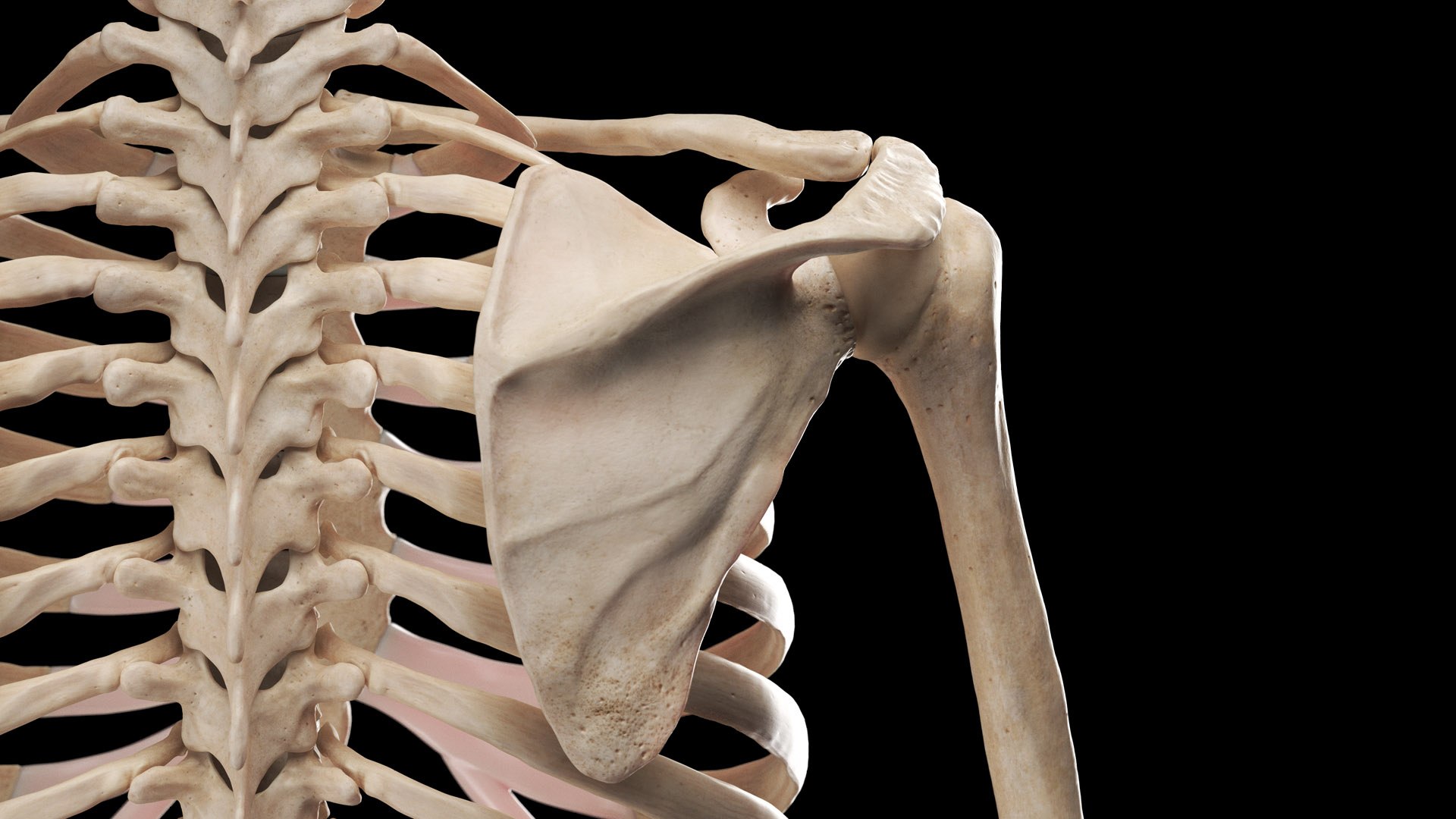 3D Medically Accurate Male Skeleton Model - TurboSquid 2042231