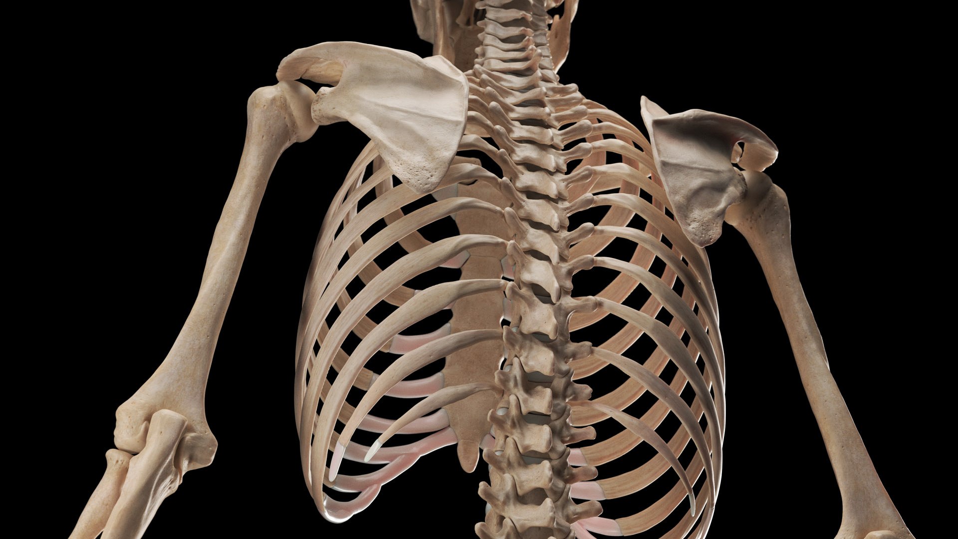 3D Medically Accurate Male Skeleton Model - TurboSquid 2042231