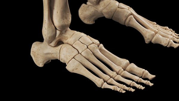 3D Medically Accurate Male Skeleton model - TurboSquid 2042231