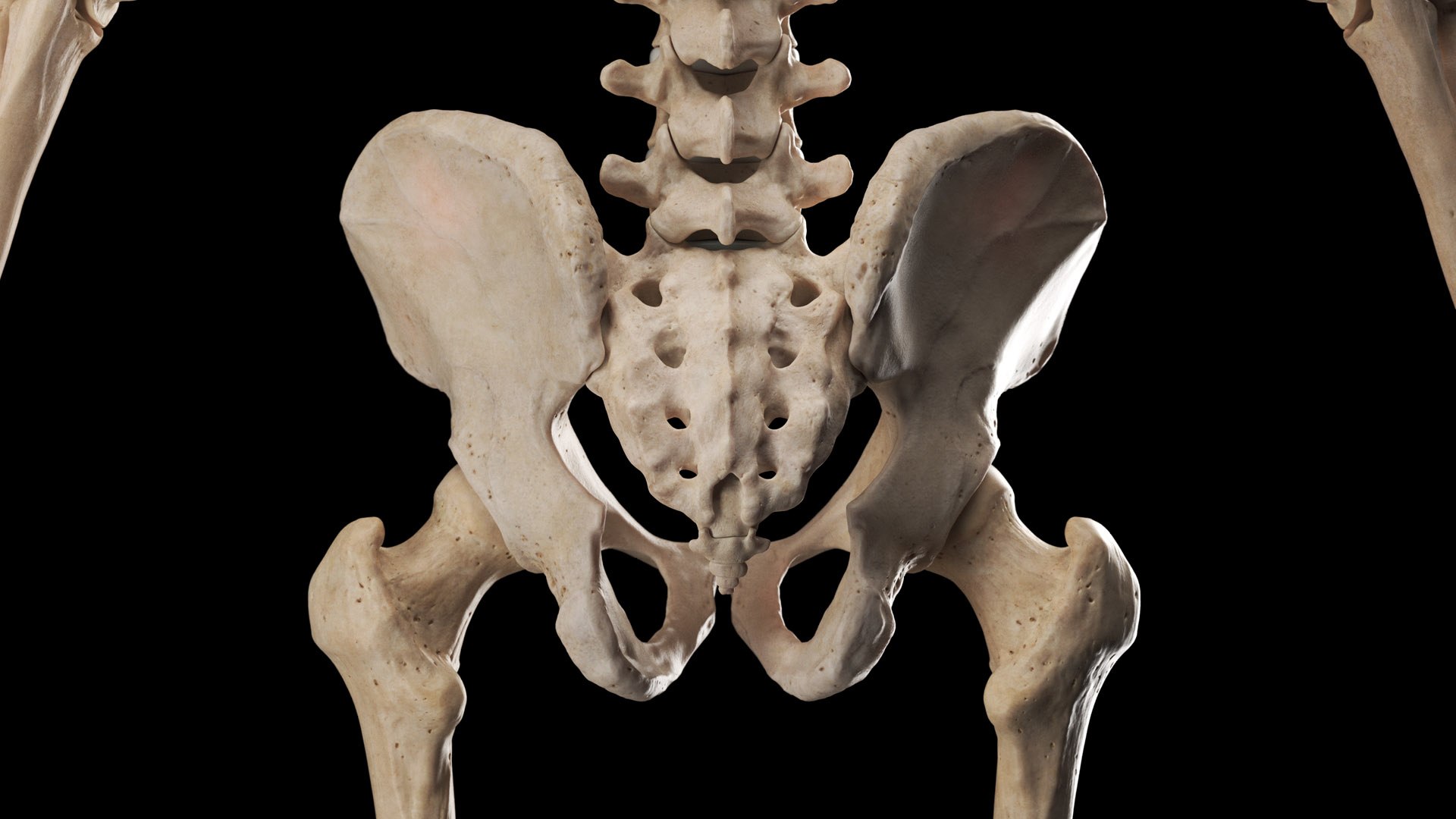 3D Medically Accurate Male Skeleton Model - TurboSquid 2042231