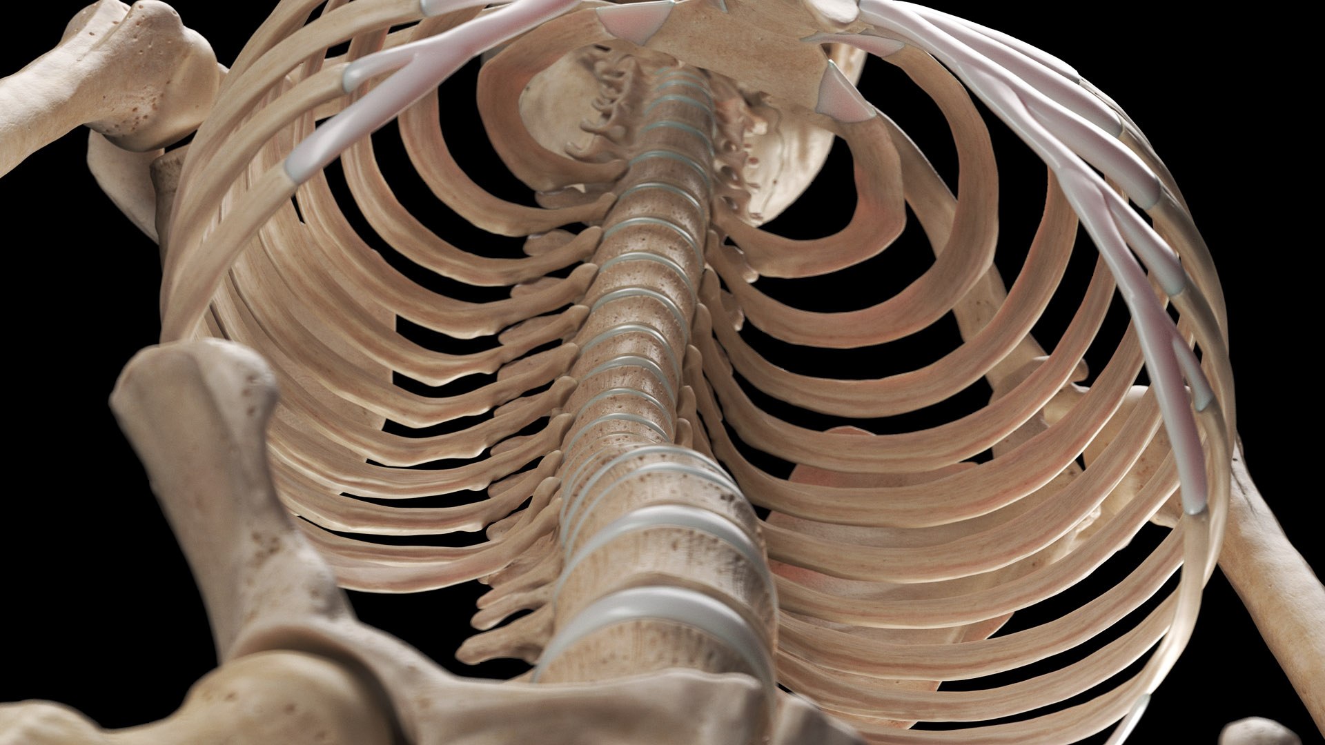 3D Medically Accurate Male Skeleton Model - TurboSquid 2042231