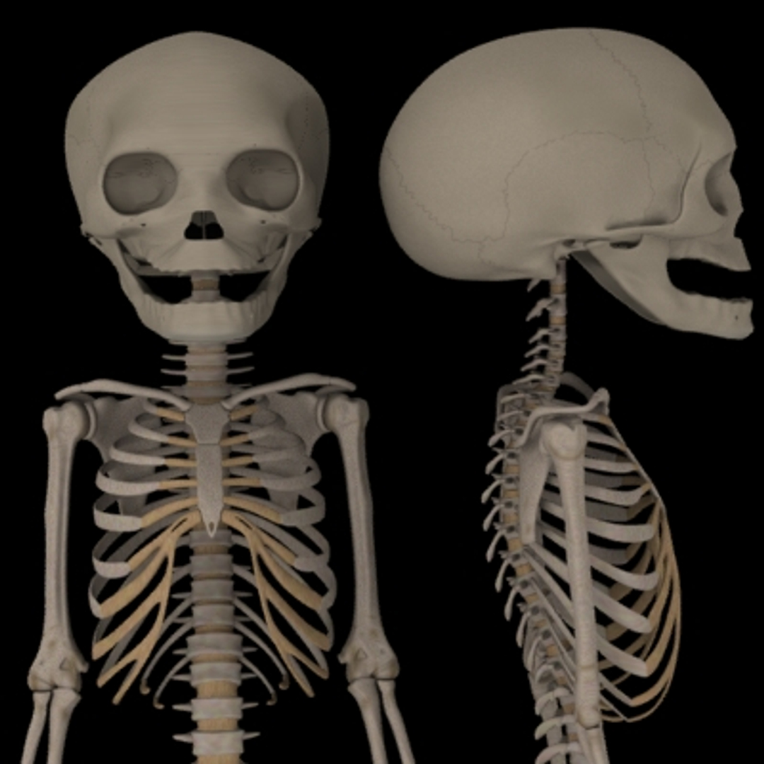 maya fetus skeleton