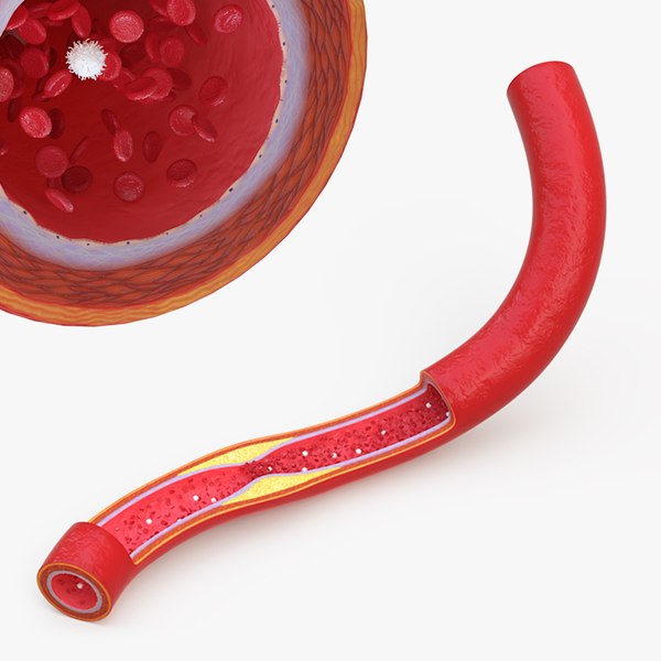 modelo 3d Anatomía de la arteria del colesterol humano - TurboSquid 2330259