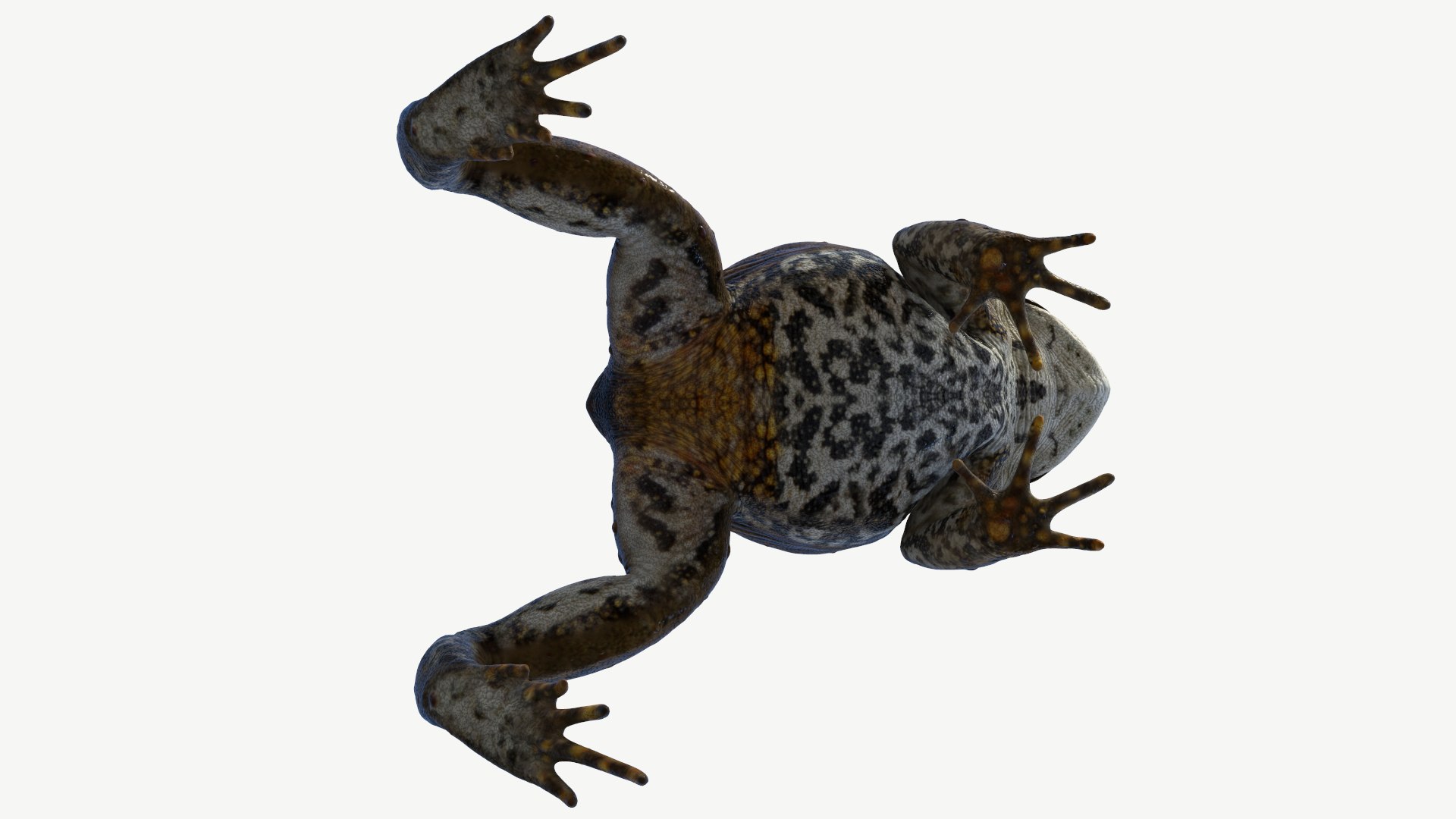 Toad Boreal 3d Model