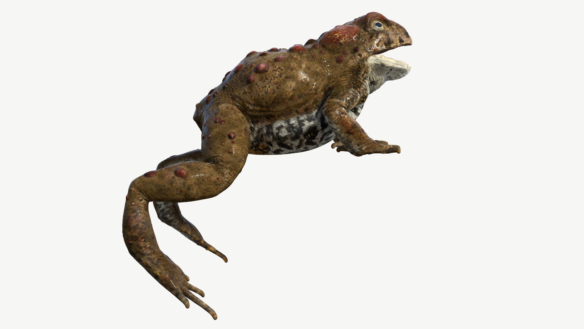 Toad Boreal 3d Model