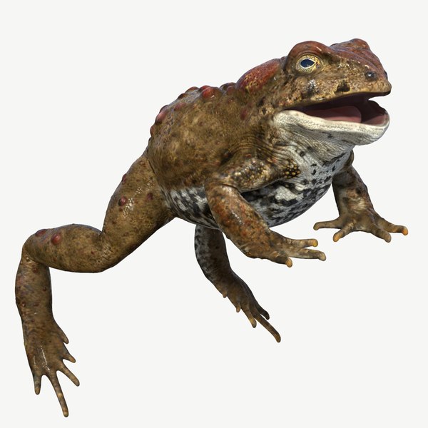 3D Toad Models | TurboSquid
