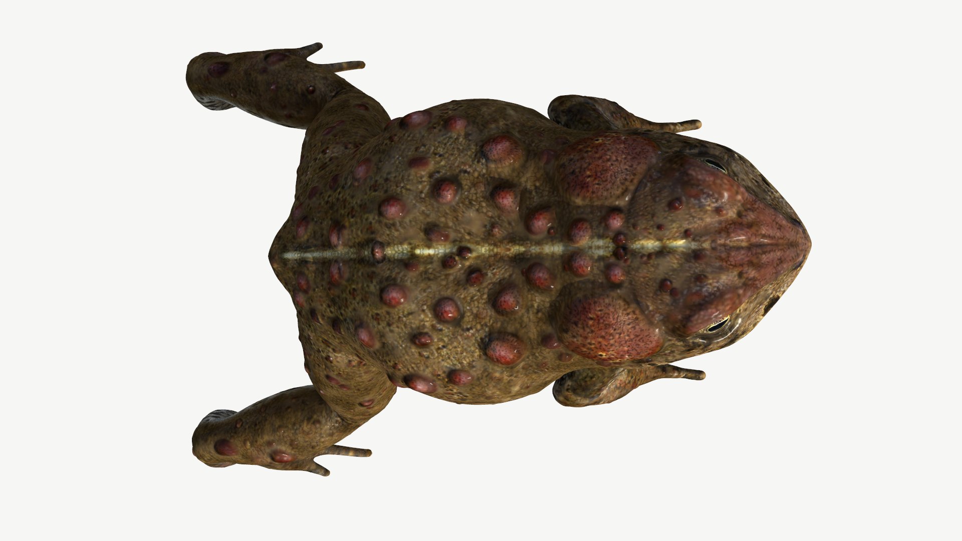 Toad Boreal 3d Model