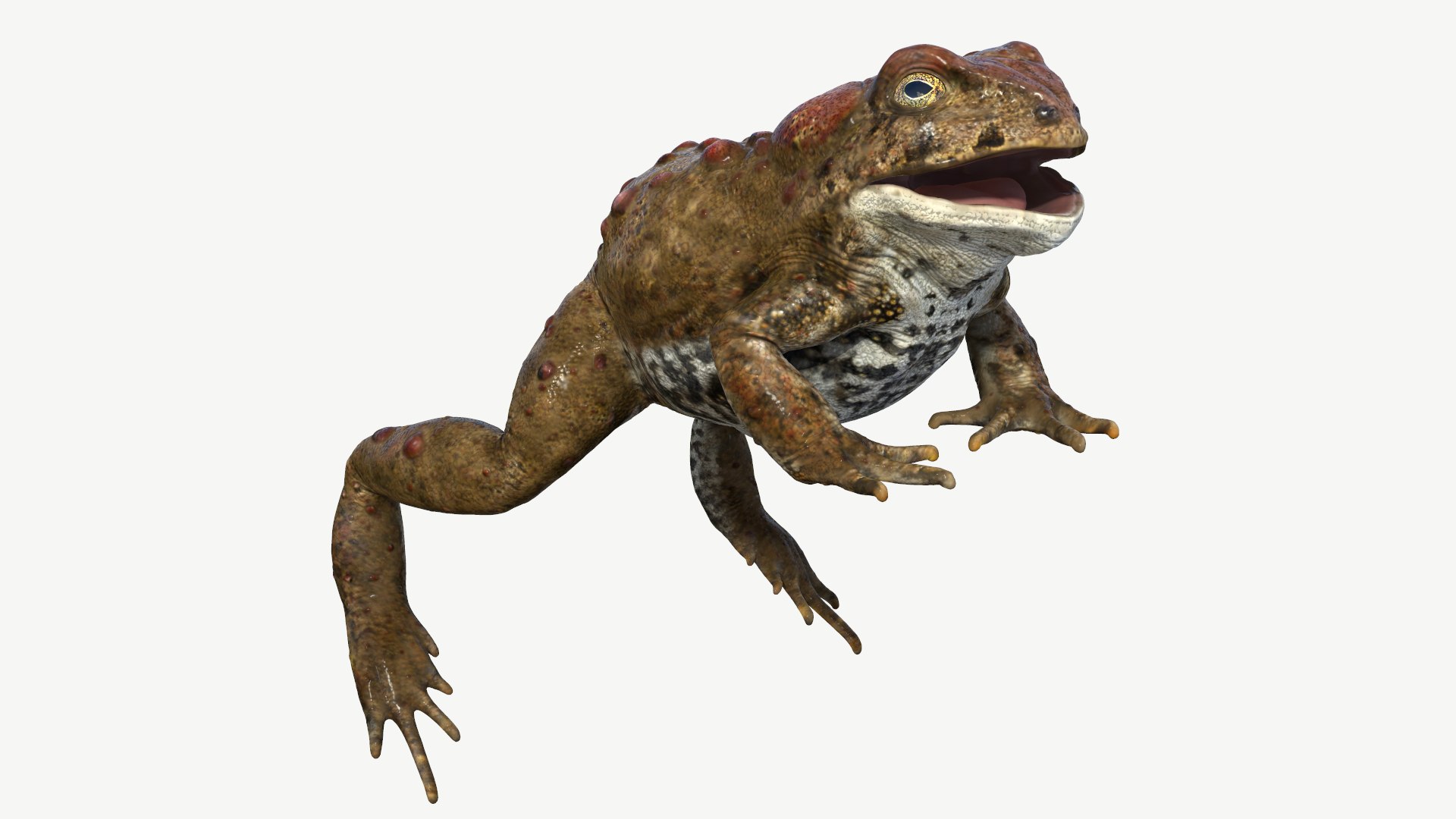 Toad Boreal 3d Model