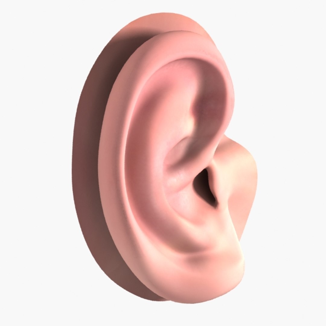 human ear max