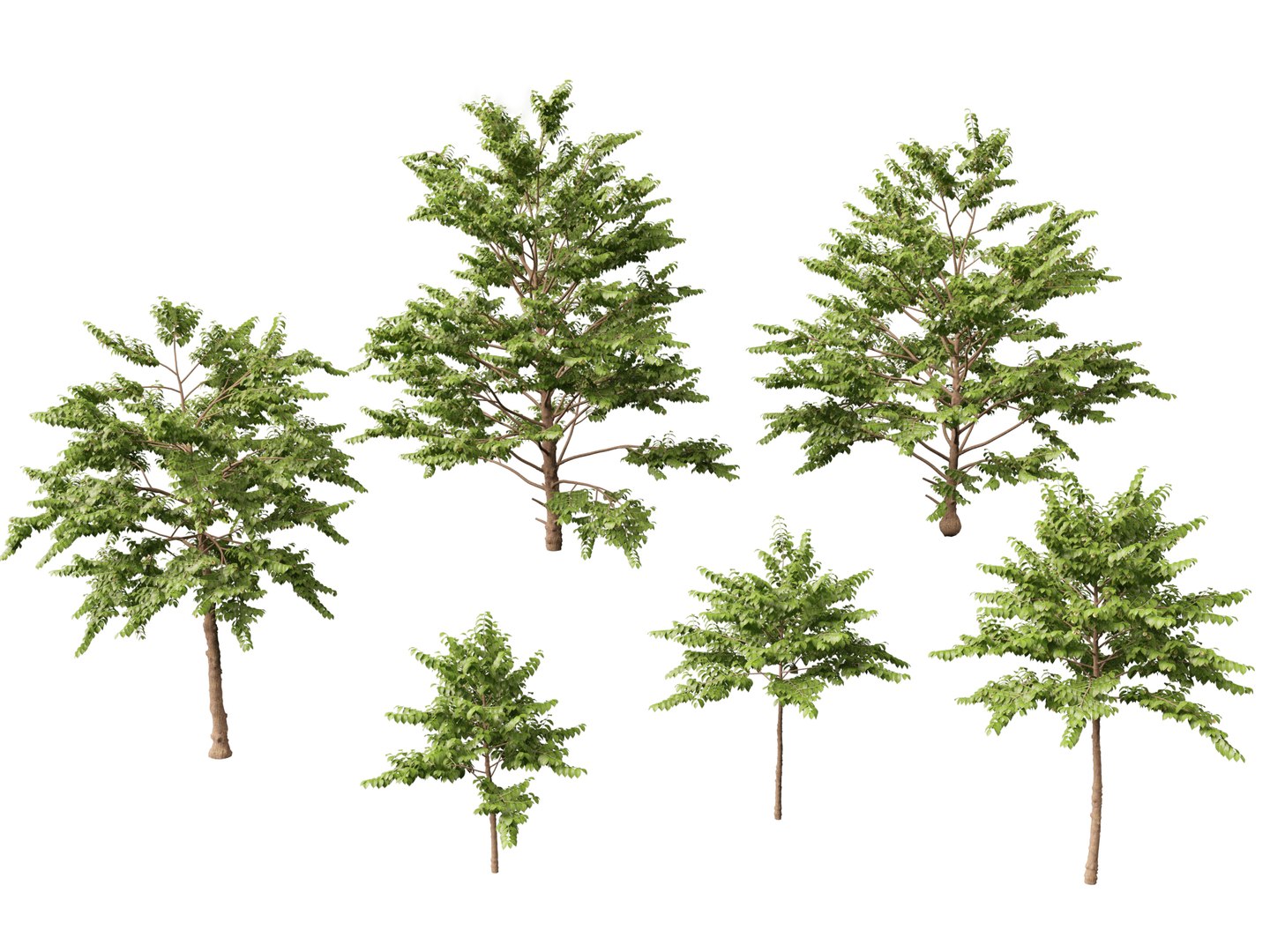 3D HighpolyLow Poly Neolamarckia Cadamba - Burflower-tree - TurboSquid ...