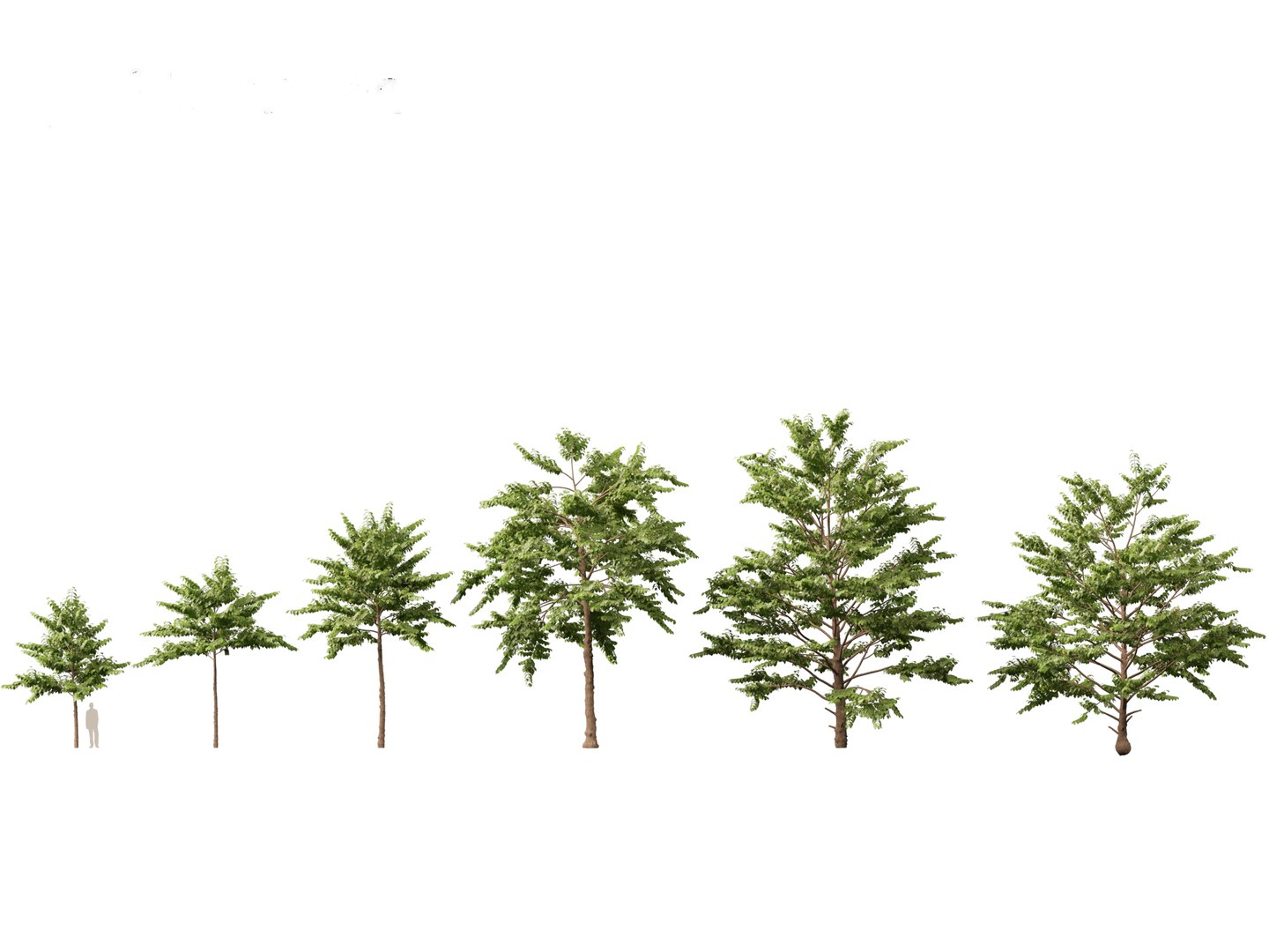 3D HighpolyLow Poly Neolamarckia Cadamba - Burflower-tree - TurboSquid ...