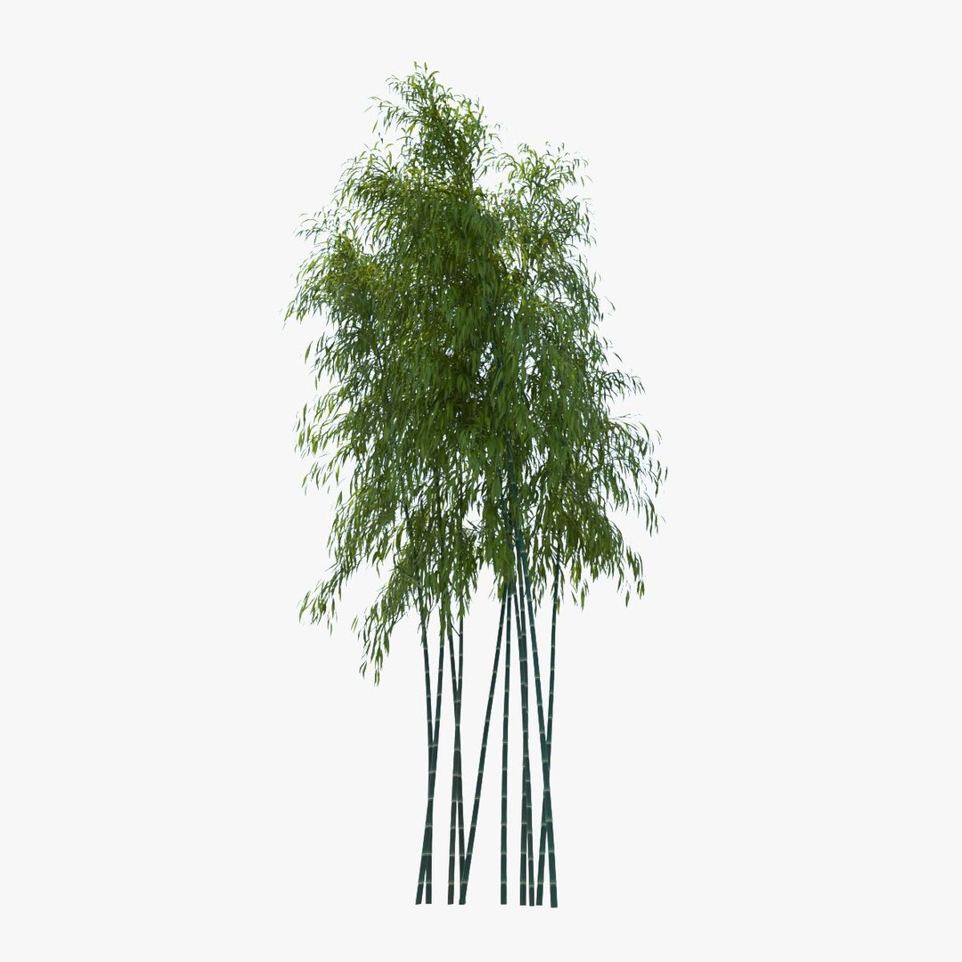 Bamboo model - TurboSquid 2155982