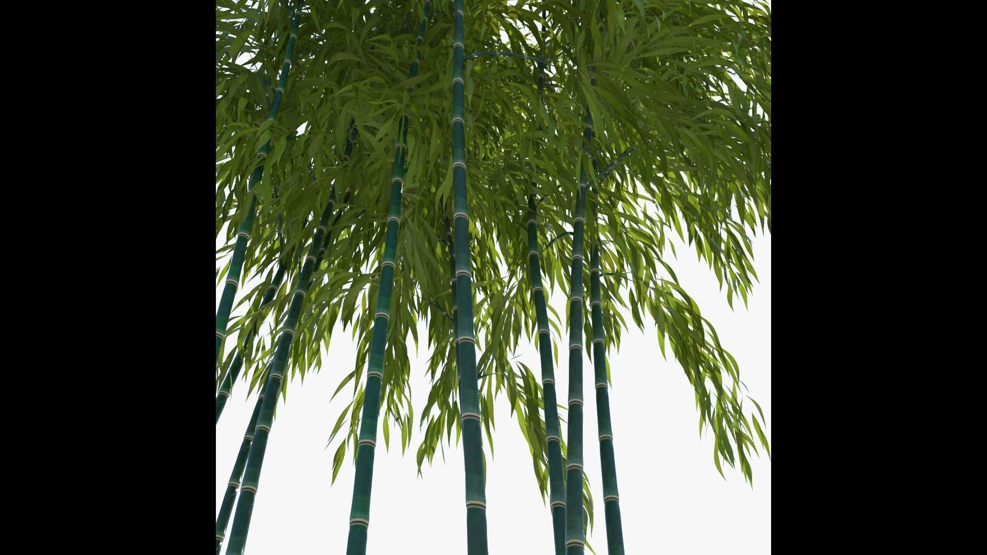 Bamboo Model - TurboSquid 2155982