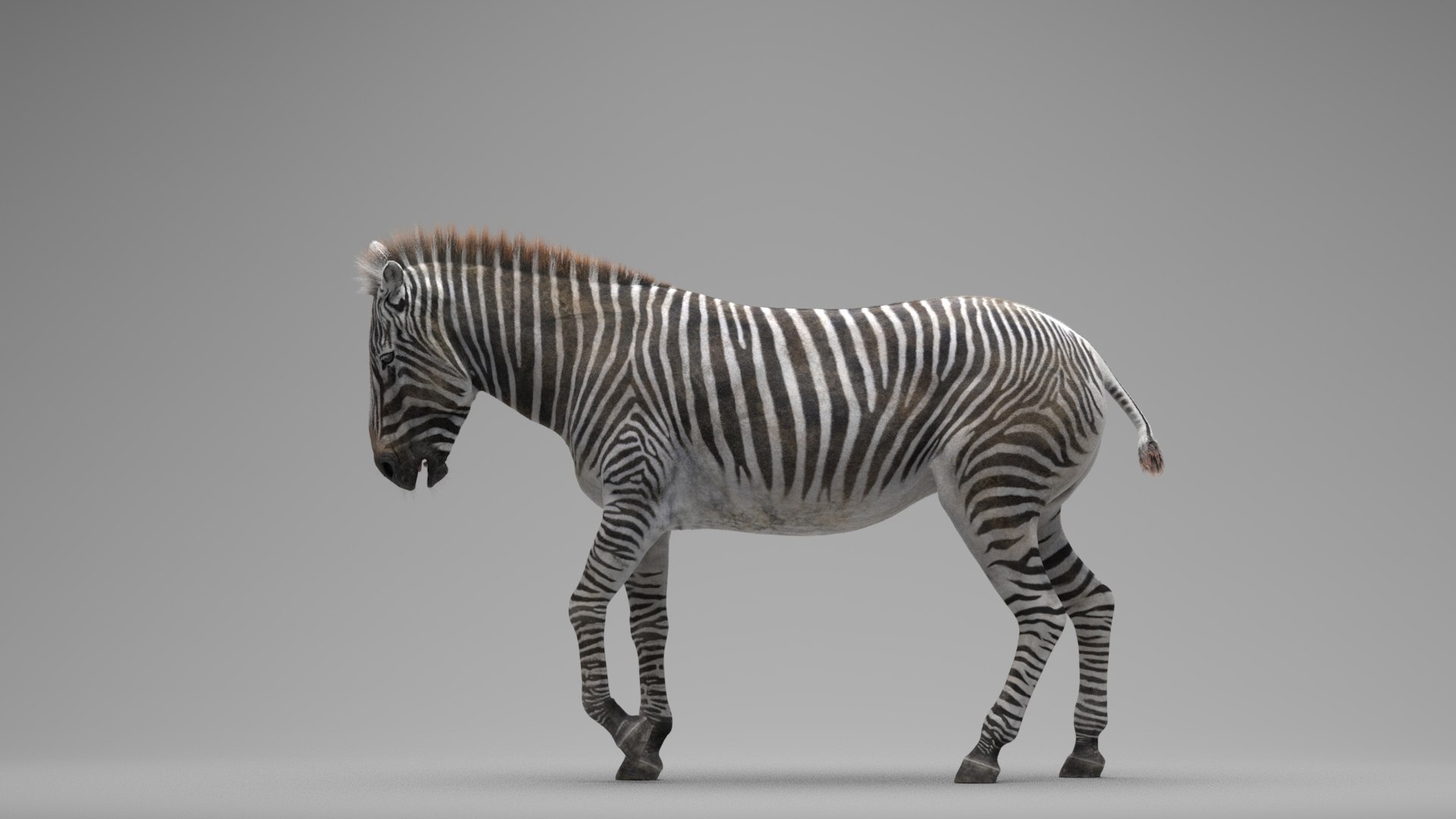 Zebra RIGGED 3D Model - TurboSquid 1716556