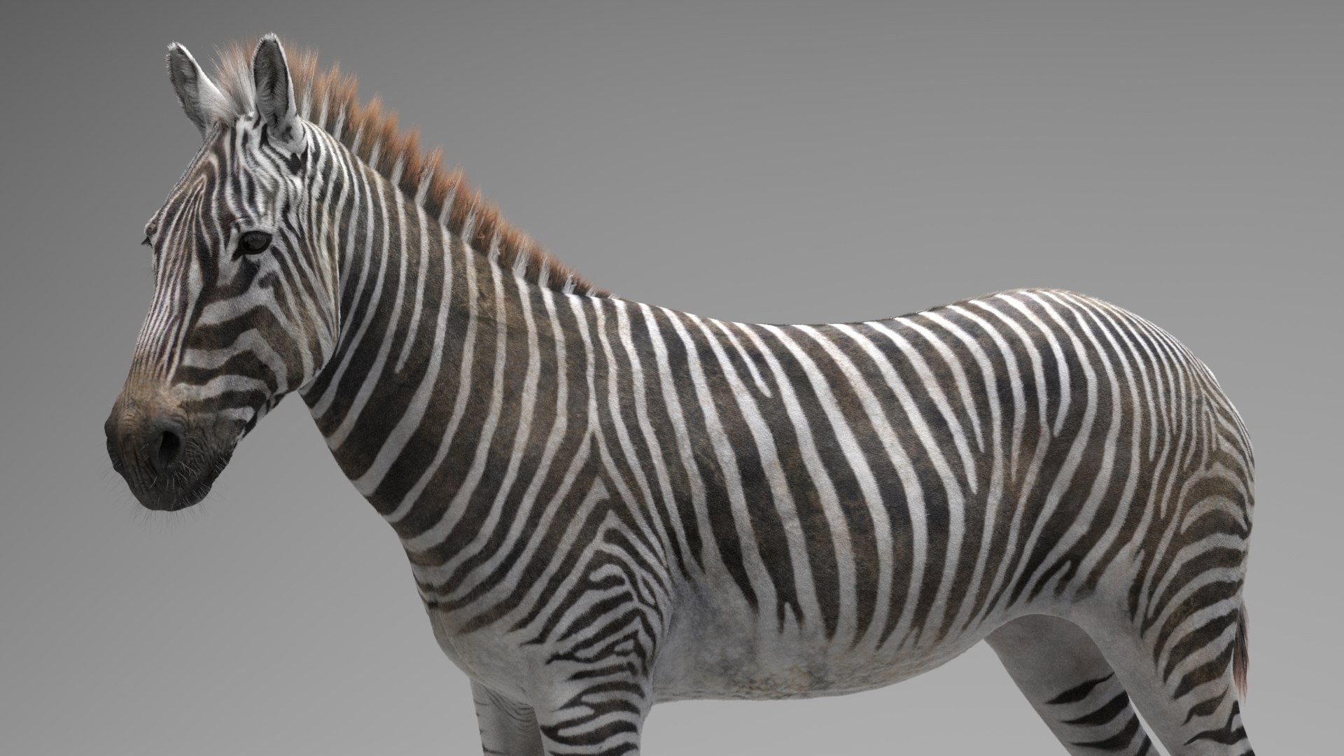 Zebra RIGGED 3D Model - TurboSquid 1716556