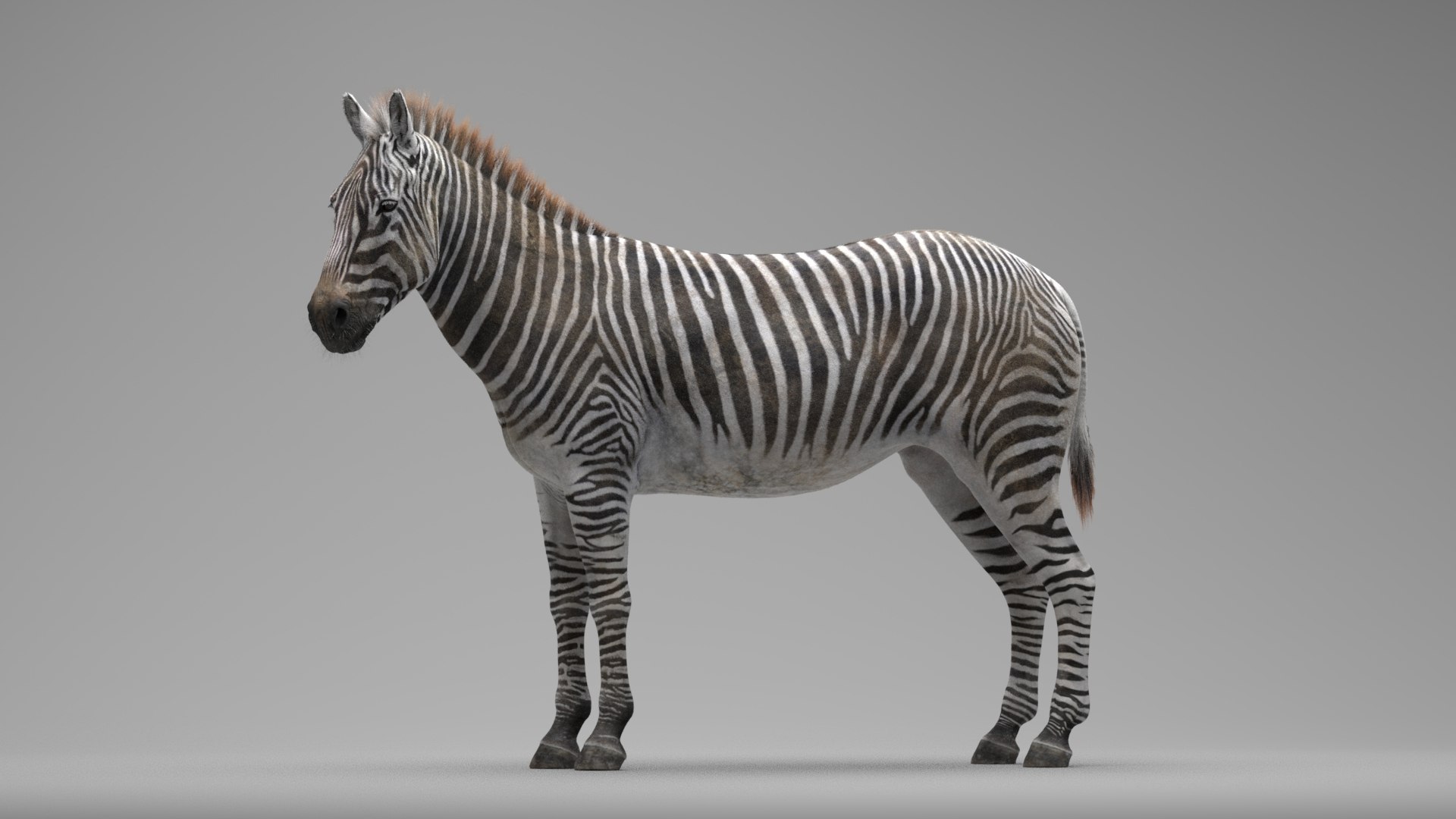 Zebra RIGGED 3D model - TurboSquid 1716556